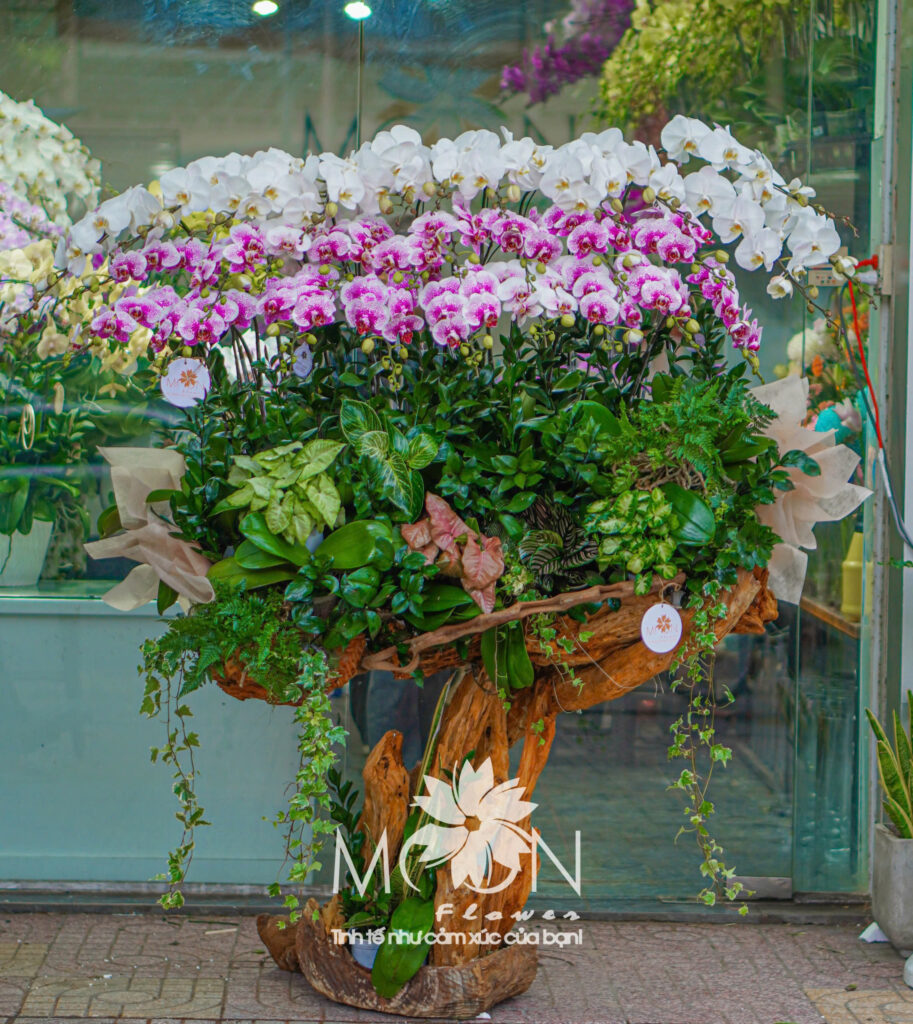 LŨA LAN BÌNH AN LLHD037 - Moon Flower